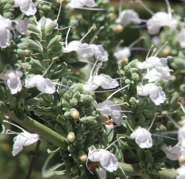 About Native California White Sage | Salvia Apiana